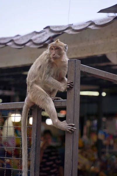 Macaco vietnam Stock Photos, Royalty Free Macaco vietnam Images ...