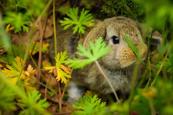 Cottontail Stock Photos, Royalty Free Cottontail Images | Depositphotos