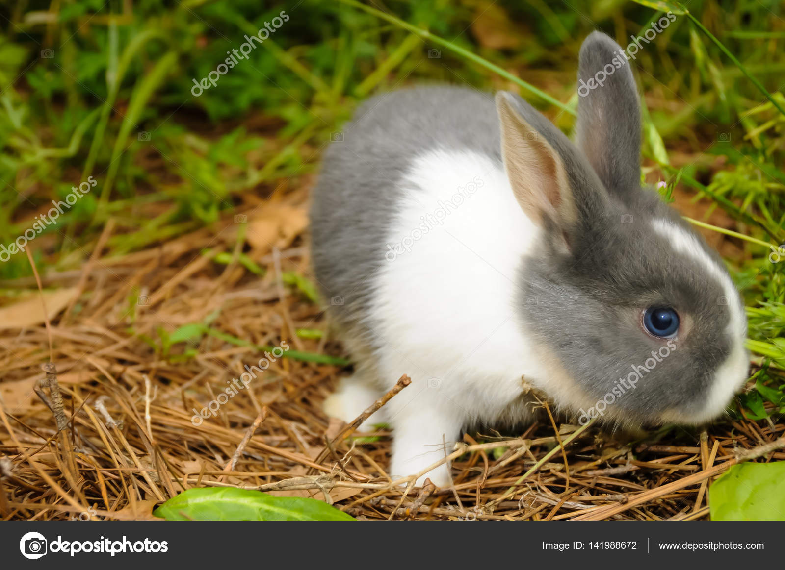 Lapin gris et blanc — Photographie Moonborne © #141988672