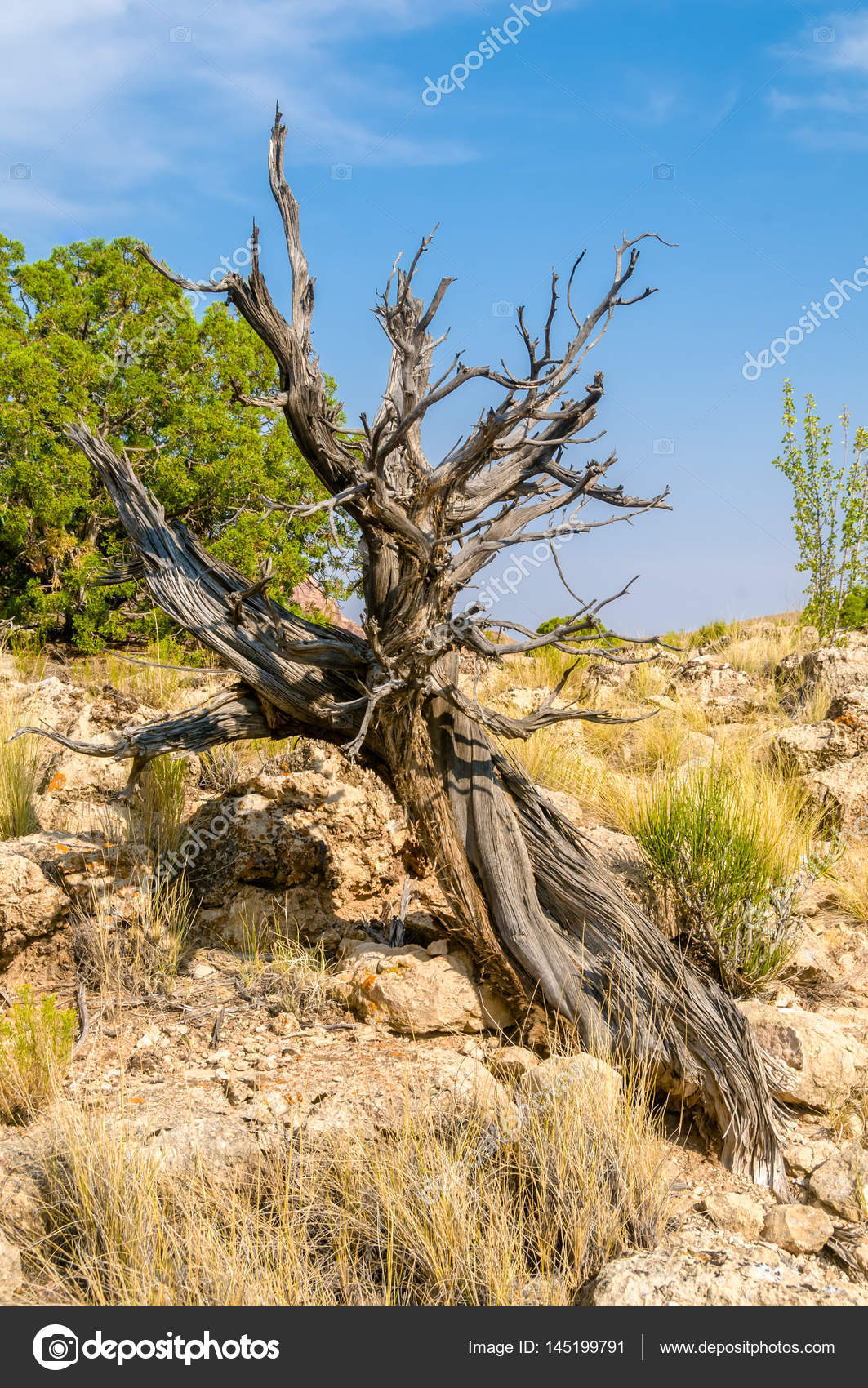 A Dry Tree — Stock Photo © Moonborne #145199791