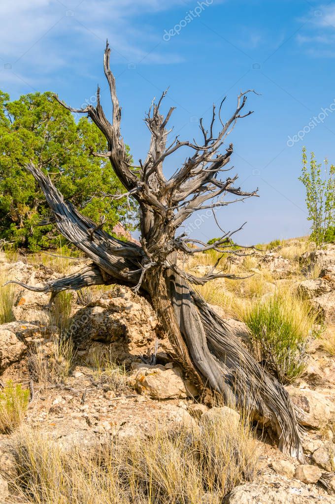A Dry Tree — Stock Photo © Moonborne #145199791