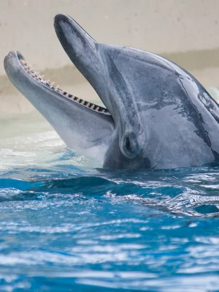 A Grinning Bottlenose Dolphin, Tursiops truncatus — Stock Photo ...