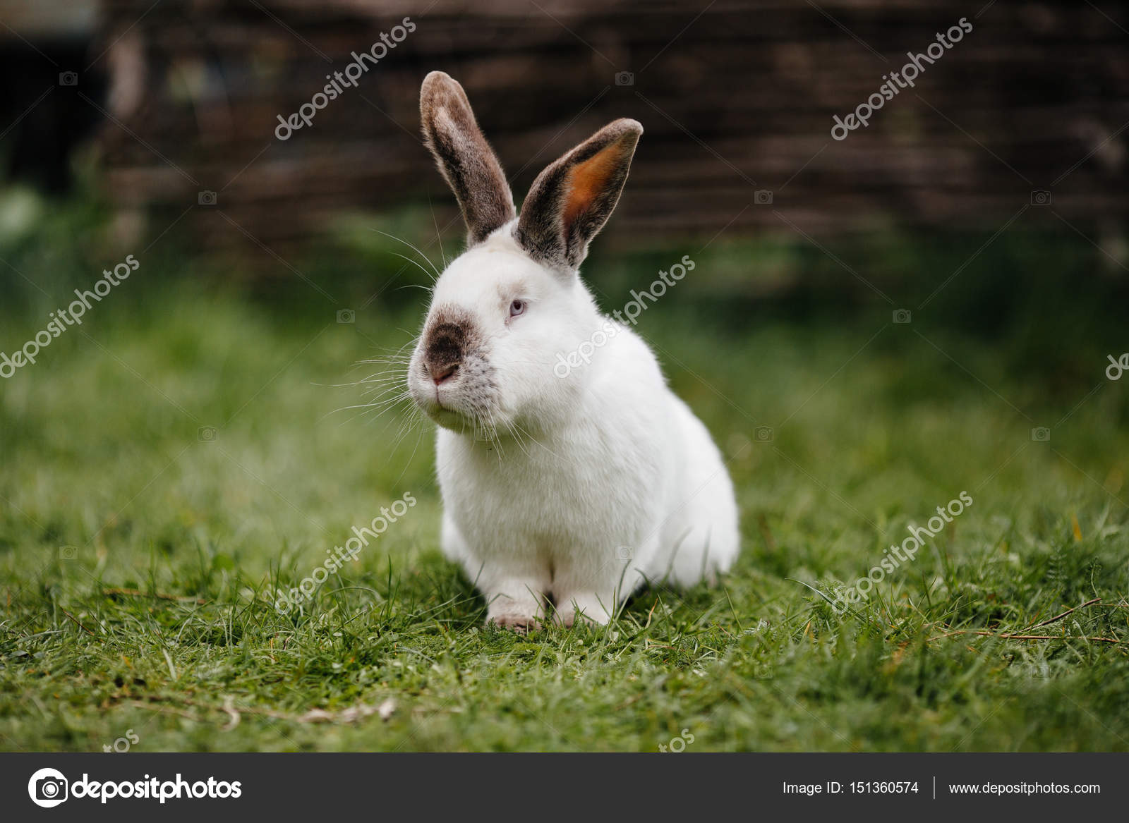 White rabbit in grass — Stock Photo © VAKSMANV101 #151360574