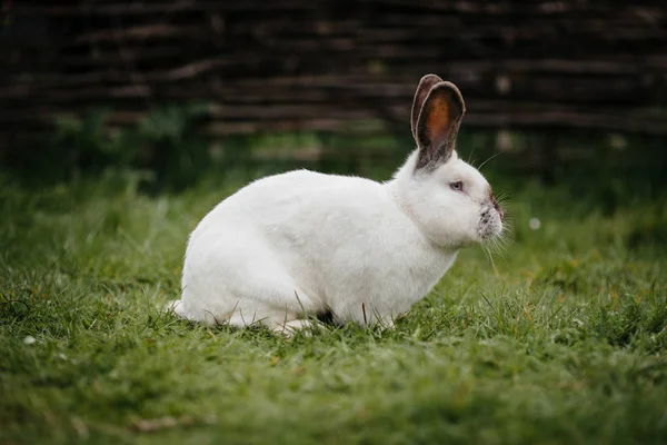 Rabbit face Images - Search Images on Everypixel