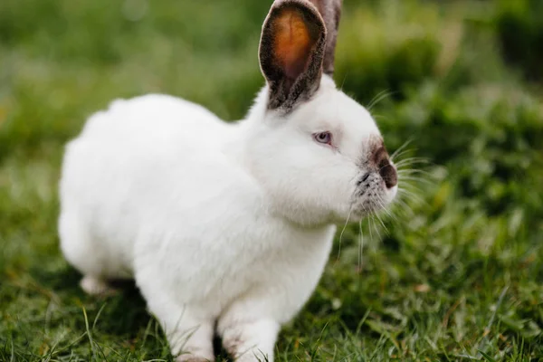 Rabbit face Images - Search Images on Everypixel