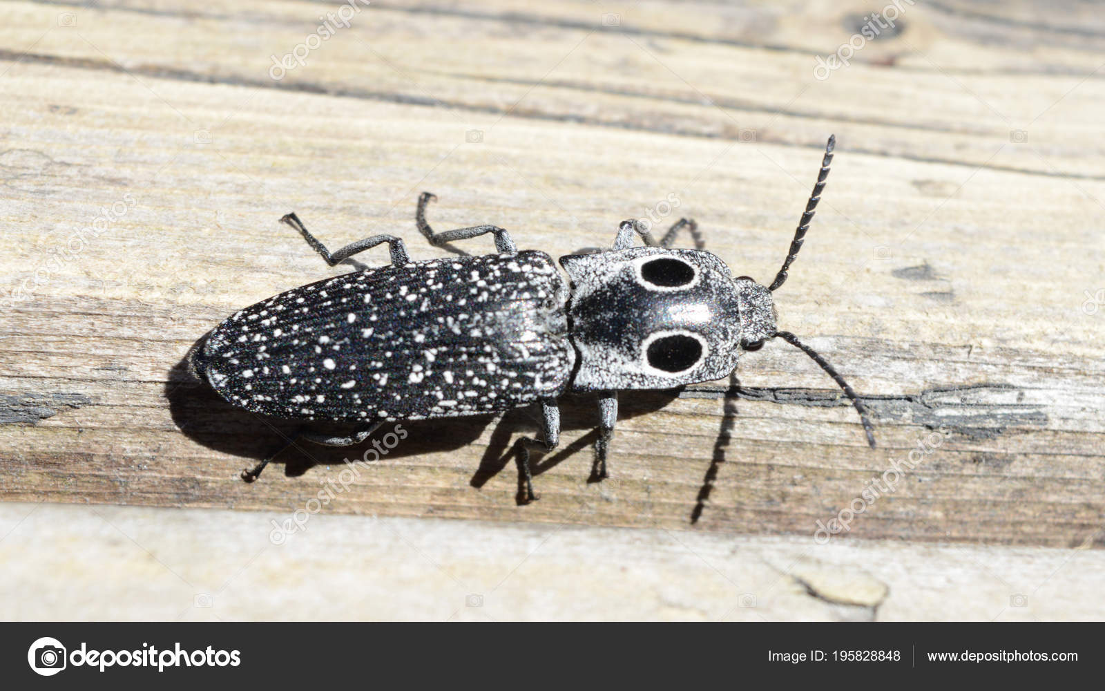 Eastern Eyed Click Beetle Eyed Elater Species Click Beetle Elongated ...