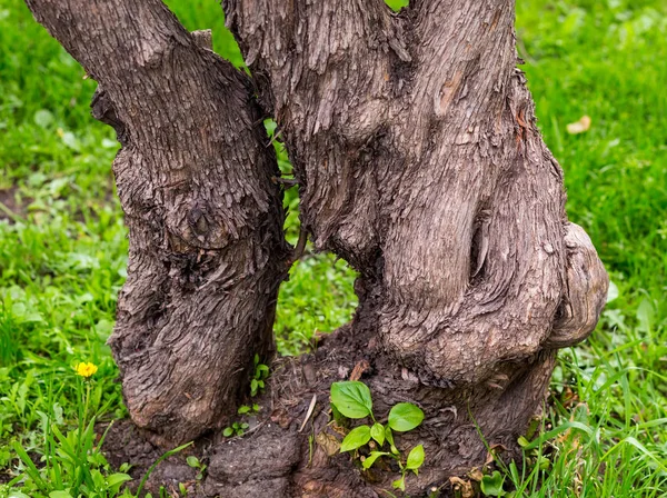 magical old branchy bent tree with a brown bark on a background of ...
