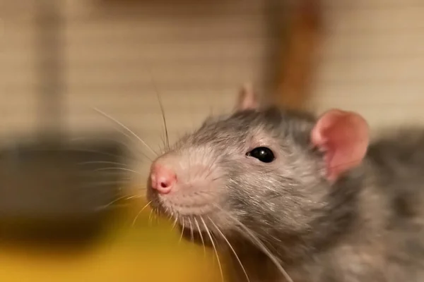 Scary rat Stock Photos, Royalty Free Scary rat Images | Depositphotos