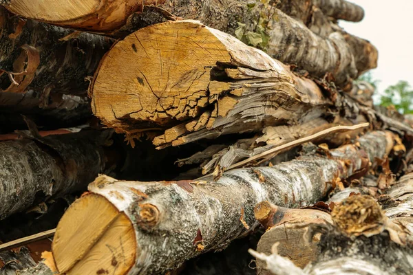 high stack of trunks of birch trees, cleaning the forest from old ...
