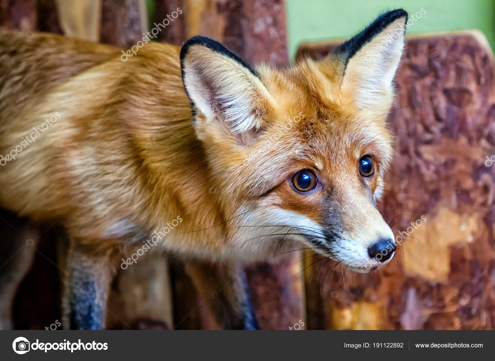 Beautiful Red Fox Eyes
