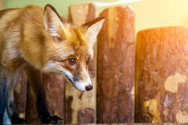 Brown fox Images, Royalty-free Stock Brown fox Photos & Pictures ...