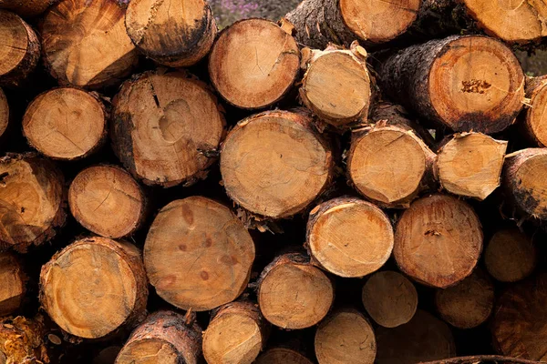 Wooden Log Side View