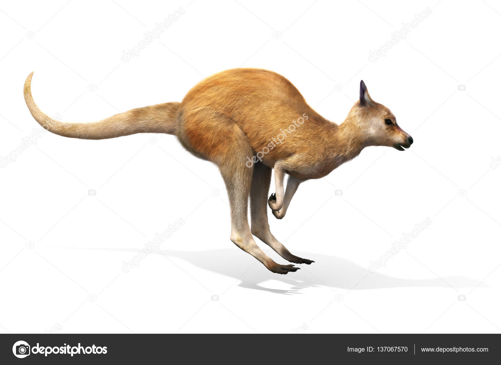 Baby Kangaroo Jumping