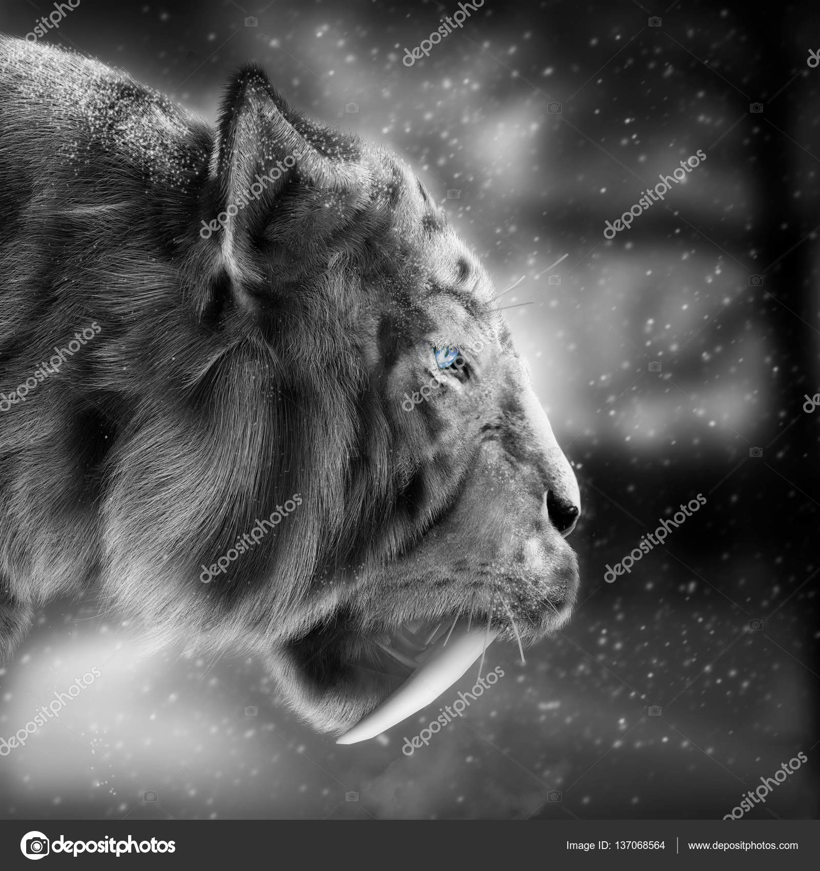 White tiger stalking its pray with a snowing winter background . Stock ...