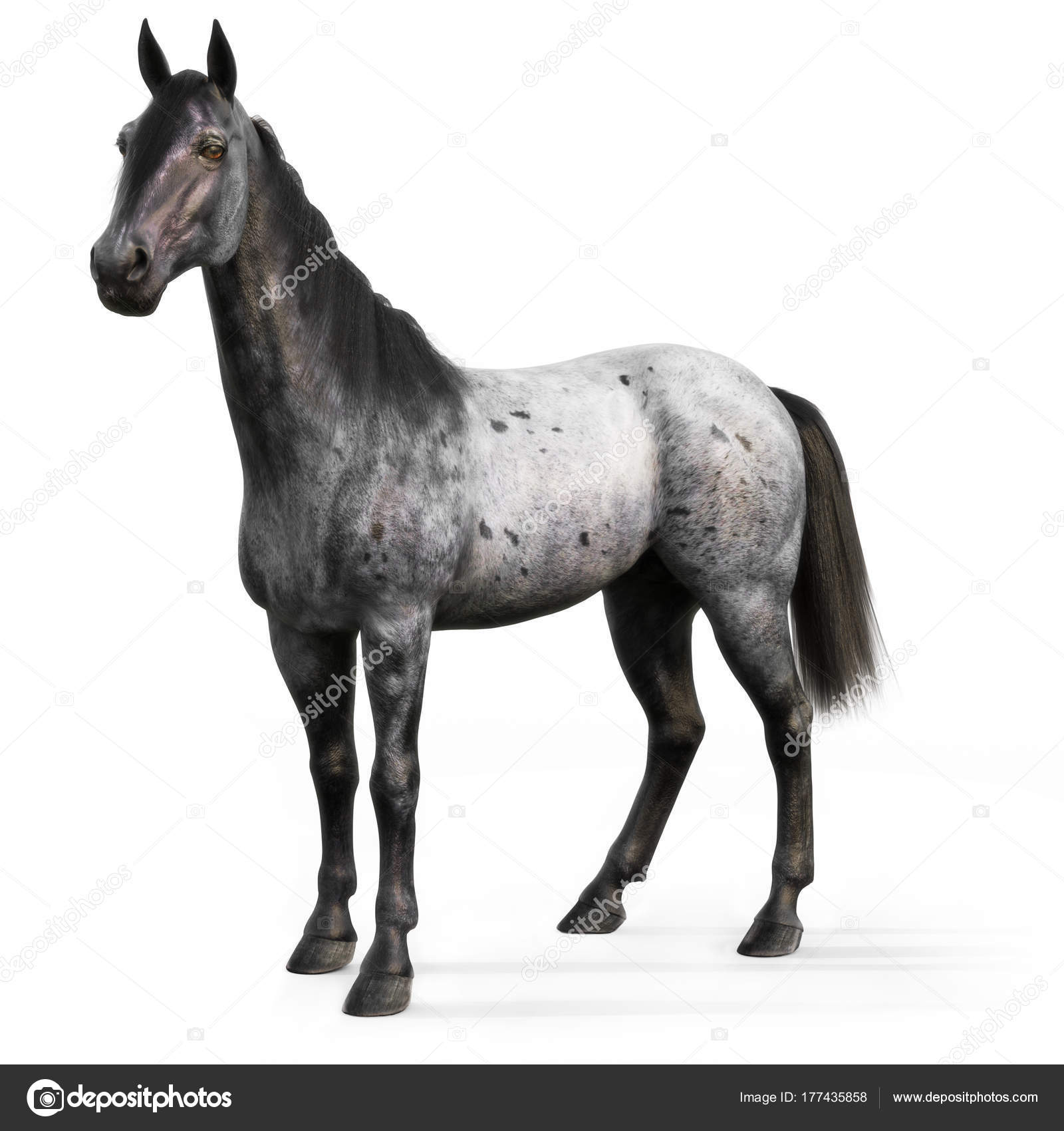 Roan Horse