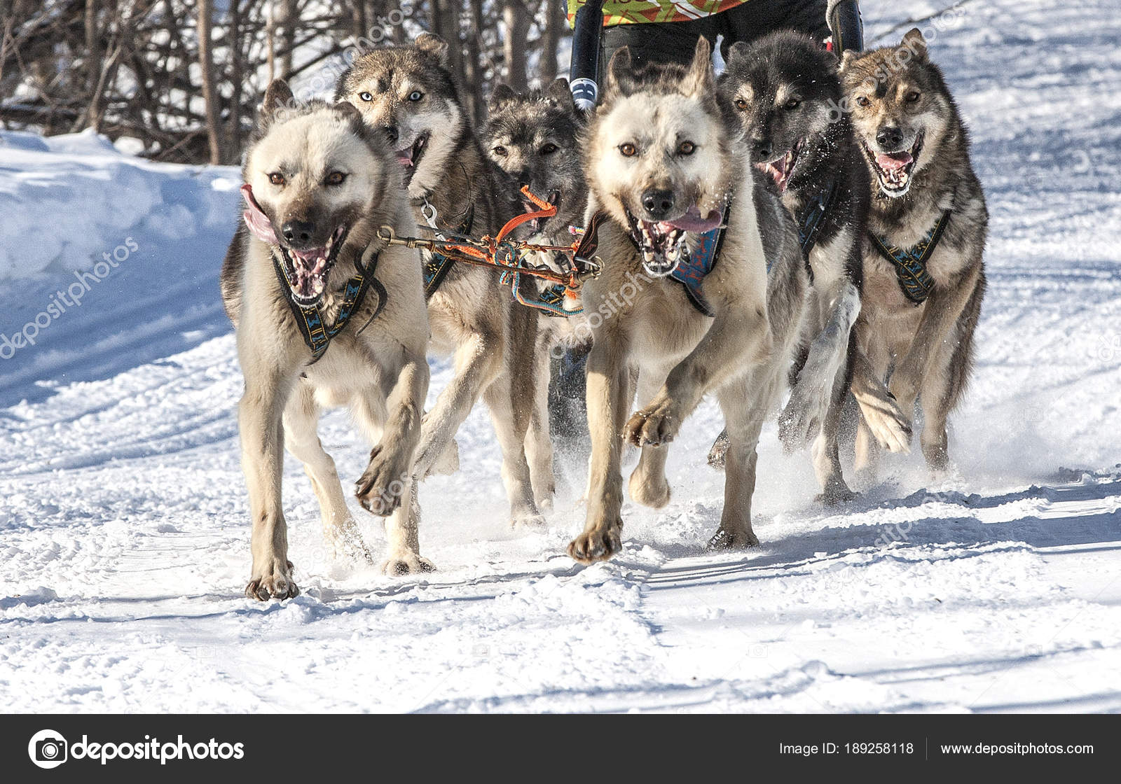 Husky dogs are pulling sledge at sunny winter forest Stock Photo by ...