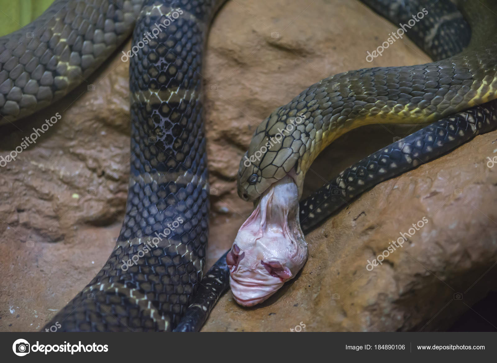 King Cobra Snake Eating