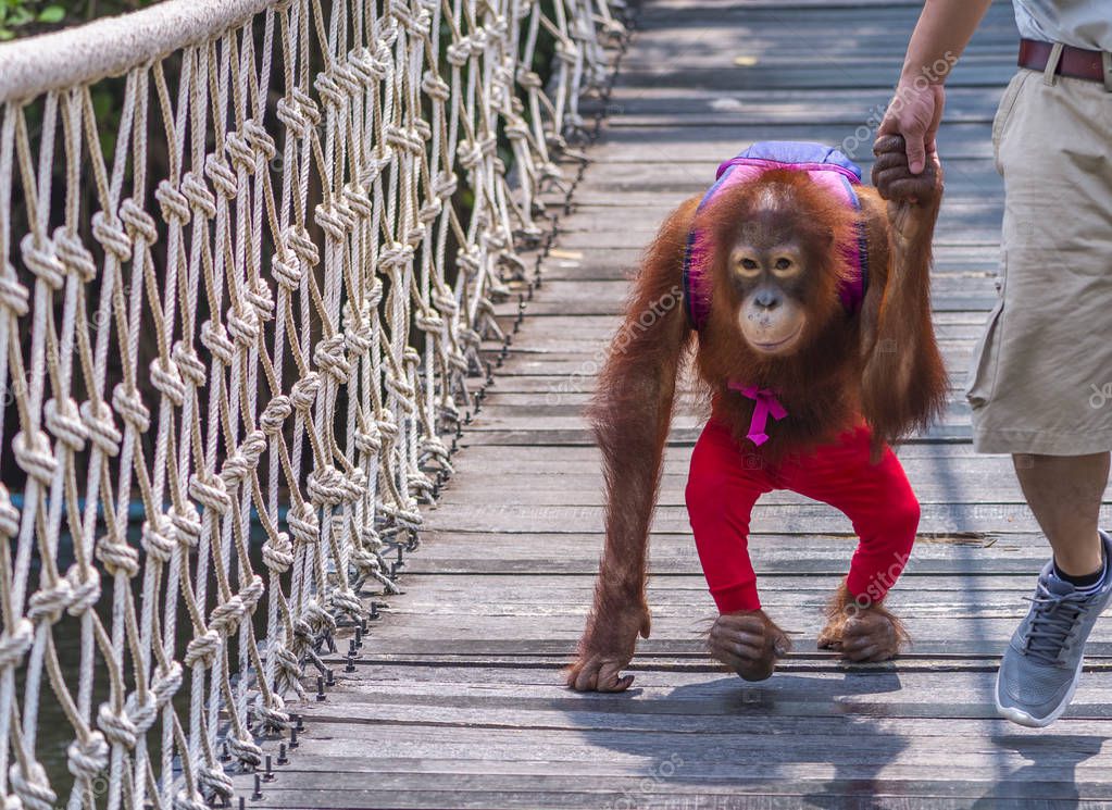 Young Orangutan walking with trainer — Stock Photo © somdul #188218232
