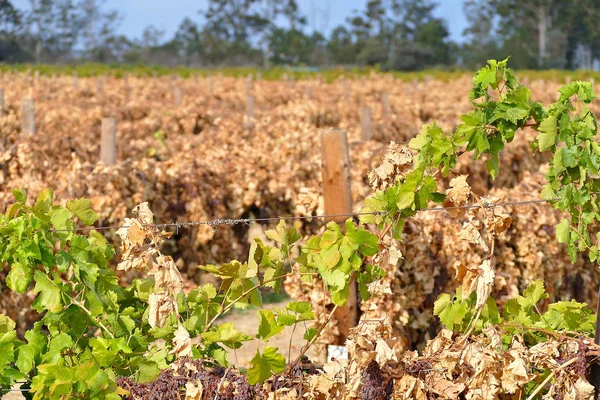 Dead vines Stock Photos, Royalty Free Dead vines Images | Depositphotos