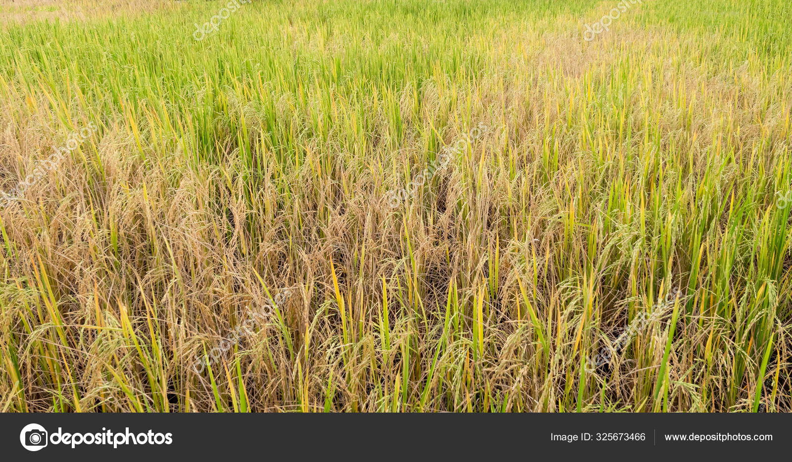 Paddy rice in field in rainy season. — Stock Photo © praew_p_1985 ...