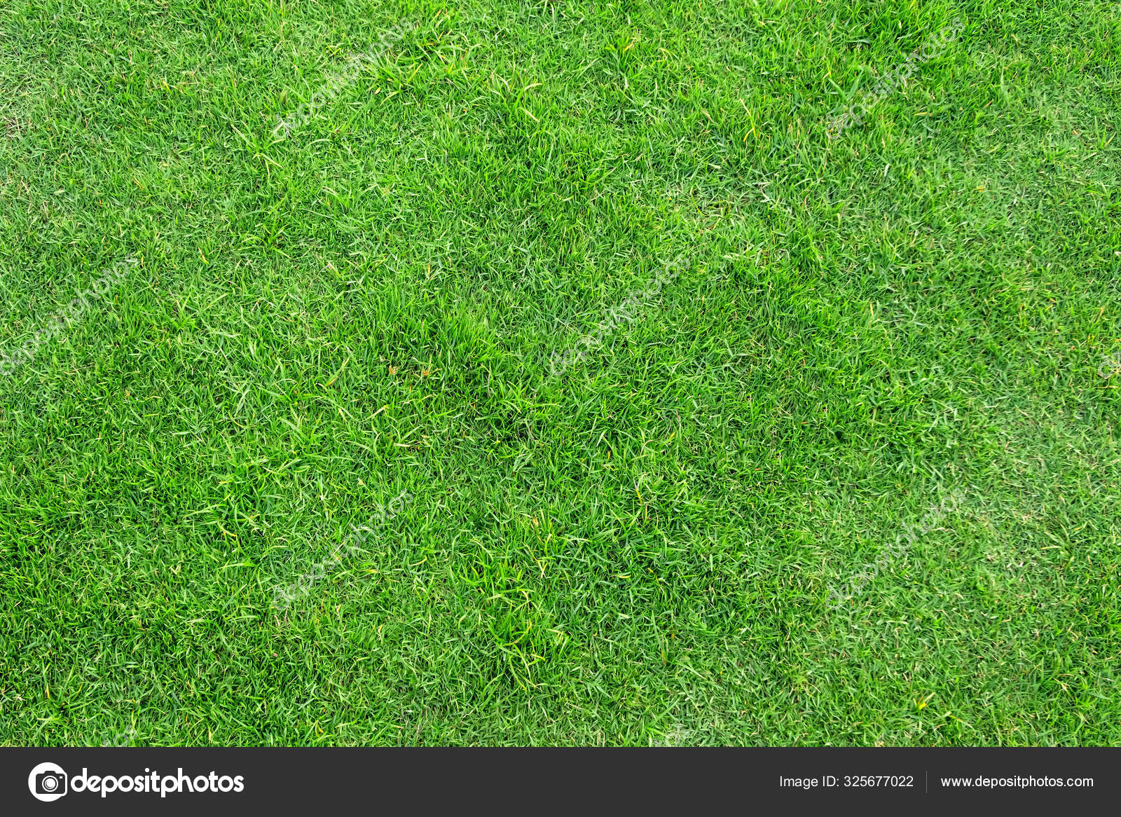 Tekstur rumput hijau untuk latar belakang. Pola halaman hijau dan textu ...