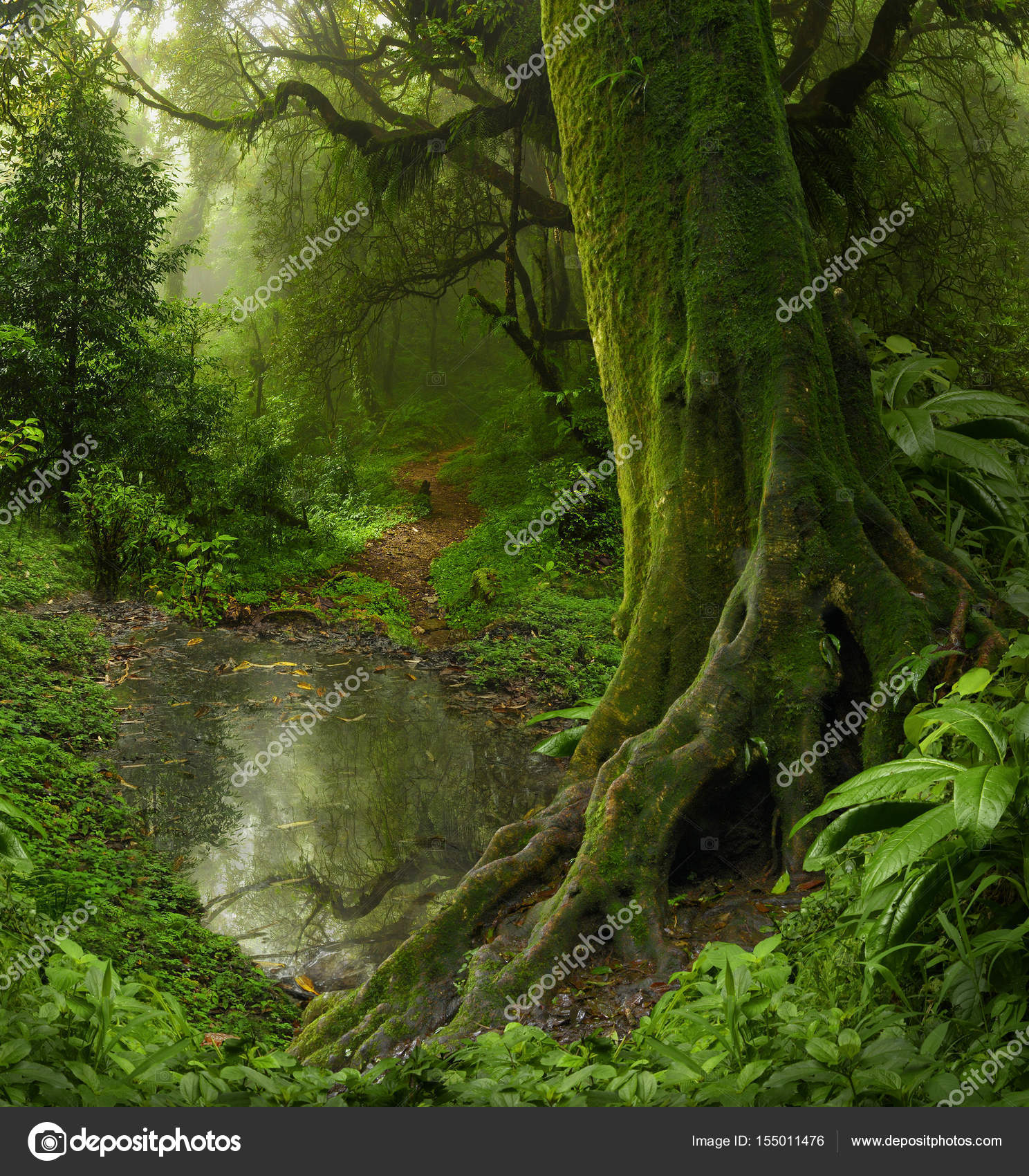 Deep jungle in Southeast Asia — Stock Photo © teotarras #155011476