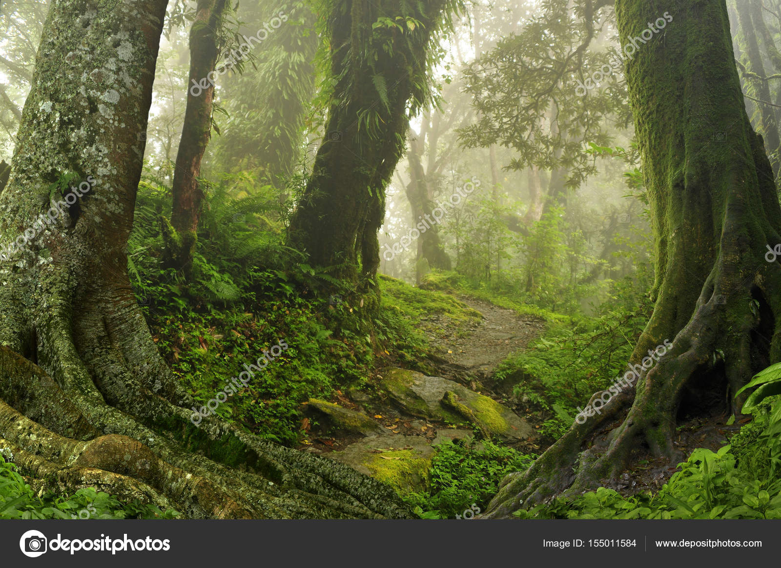 Deep jungle in Southeast Asia Stock Photo by ©teotarras 155011584