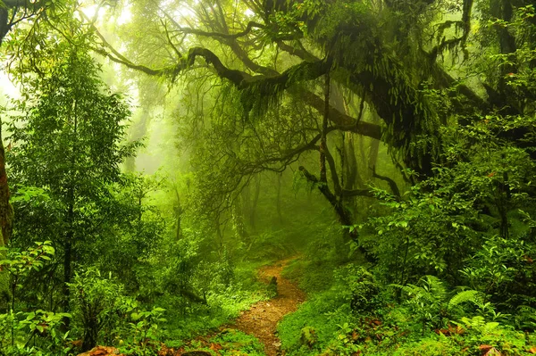 Deep tropical jungles of Southeast Asia in august Stock Photo by ...