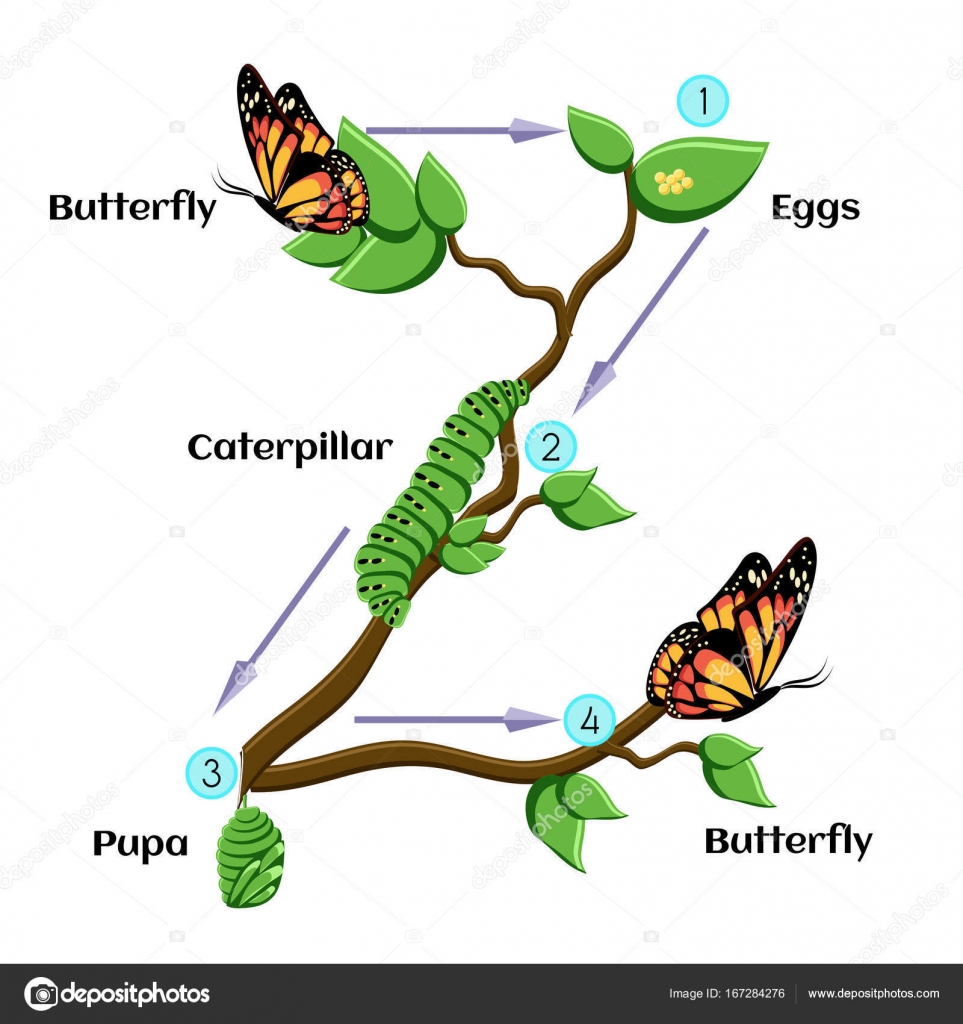 Le Cycle De Vie Des Papillons Pour Les Enfants Le Cycle De Vie Du