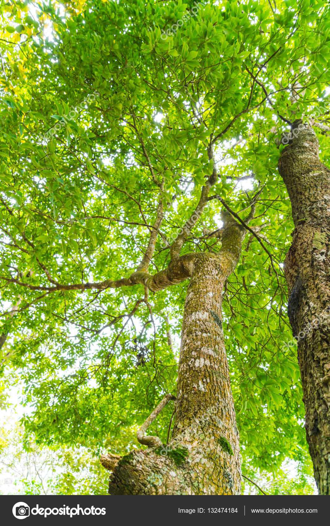 Beautiful green Forest trees . Stock Photo by ©jannystockphoto 132474184