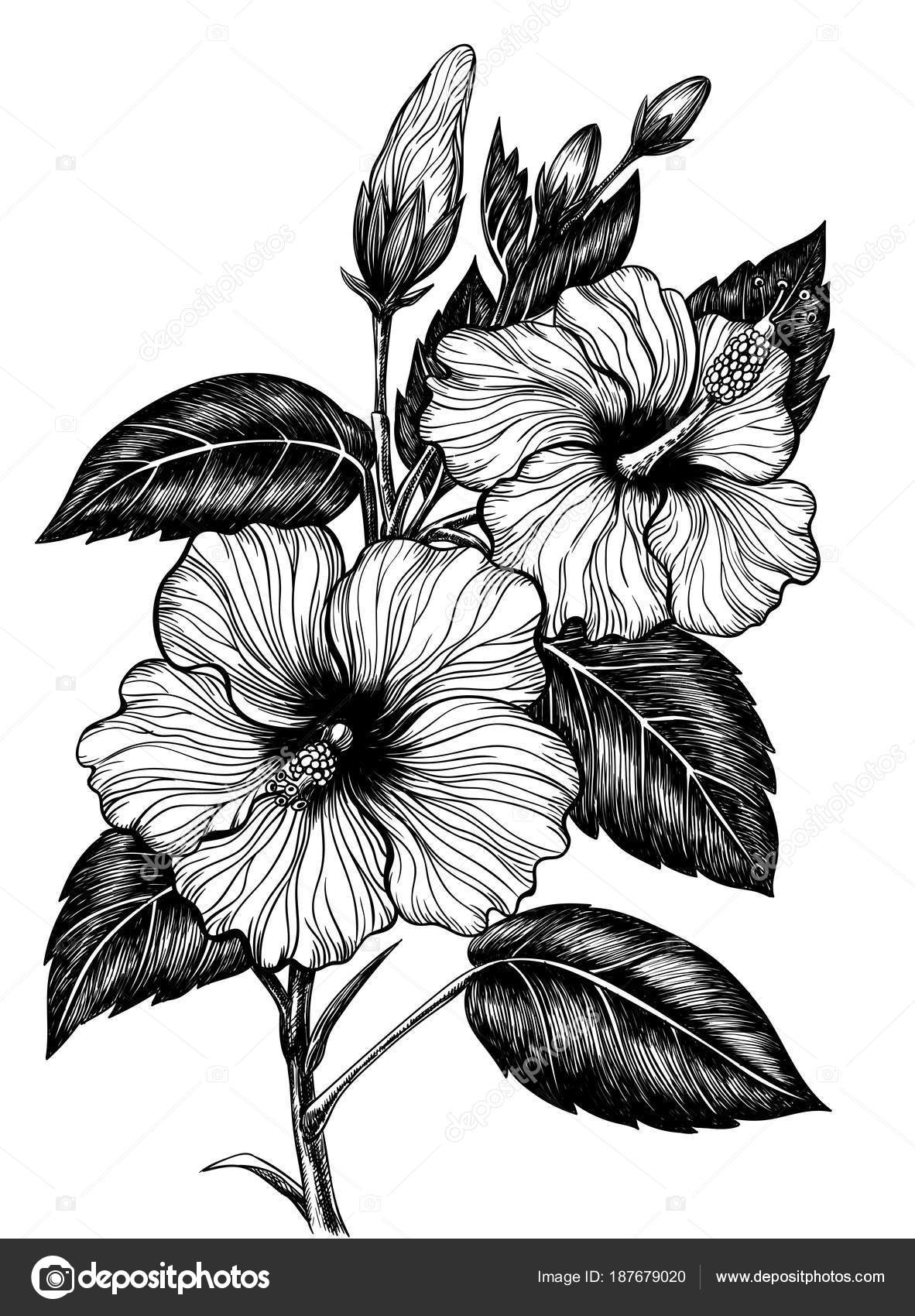 Hibiscus Flower Drawings