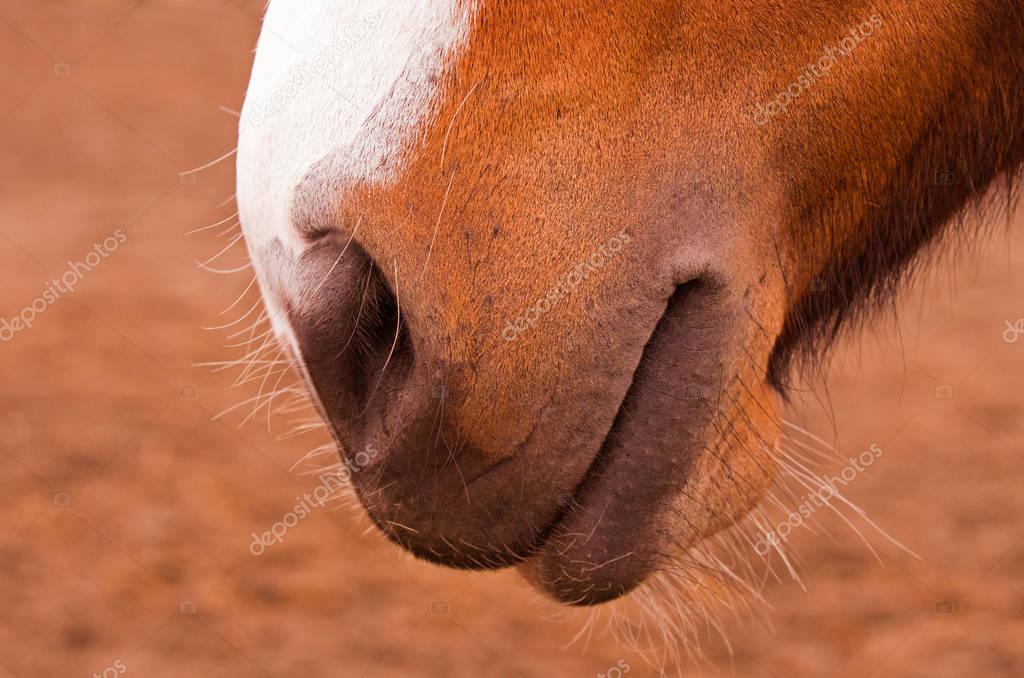Detallado primer plano del hocico de un hocico. 2024
