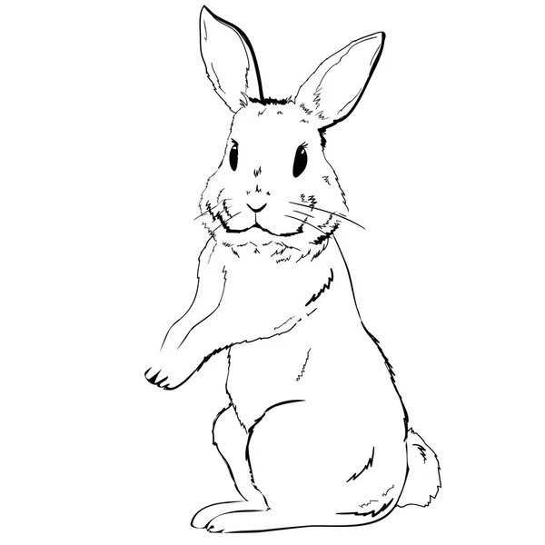 10,081,888 ilustraciones de stock de Rabbit sketch pattern | Depositphotos