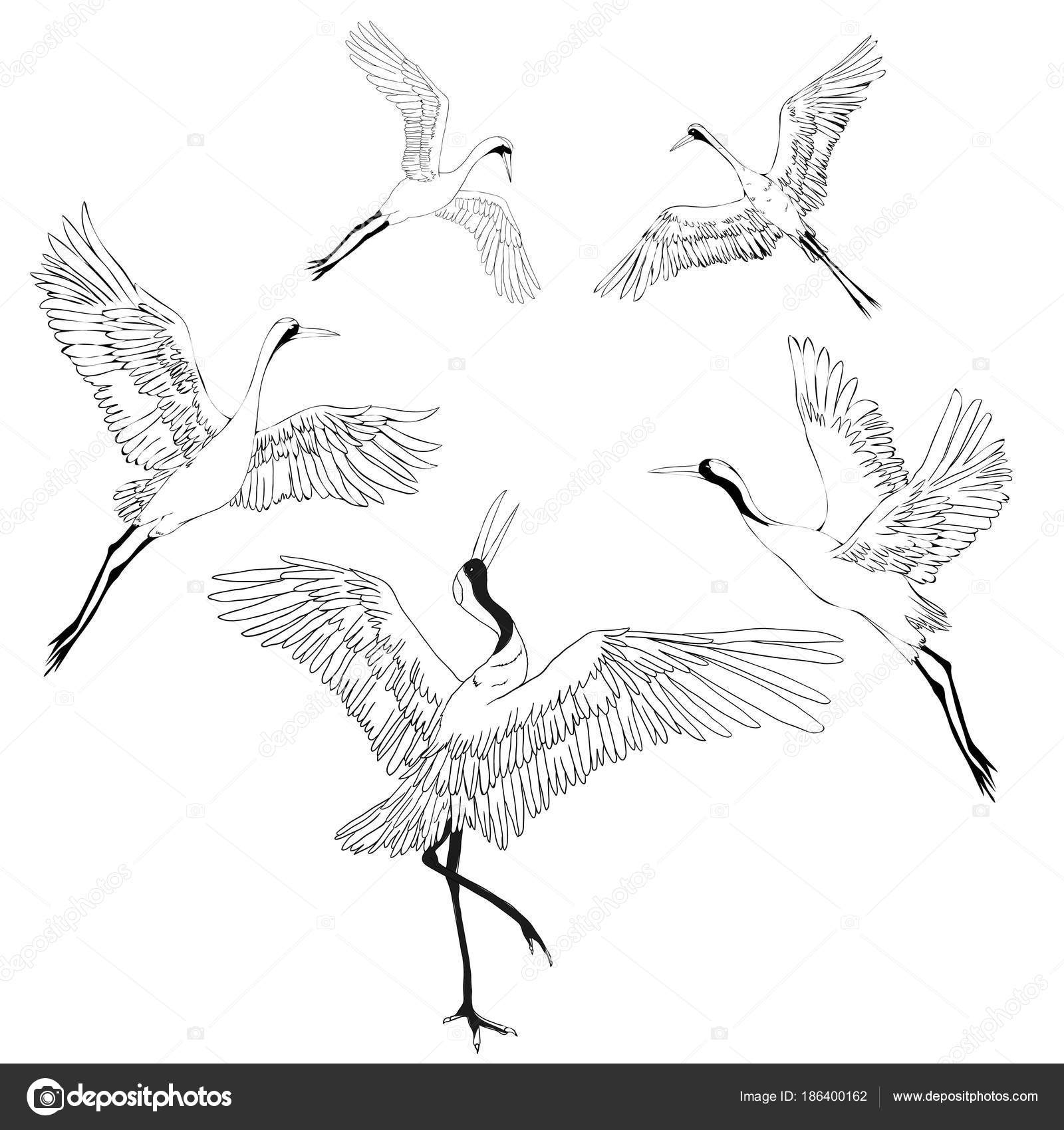 Flying White Crane Bird