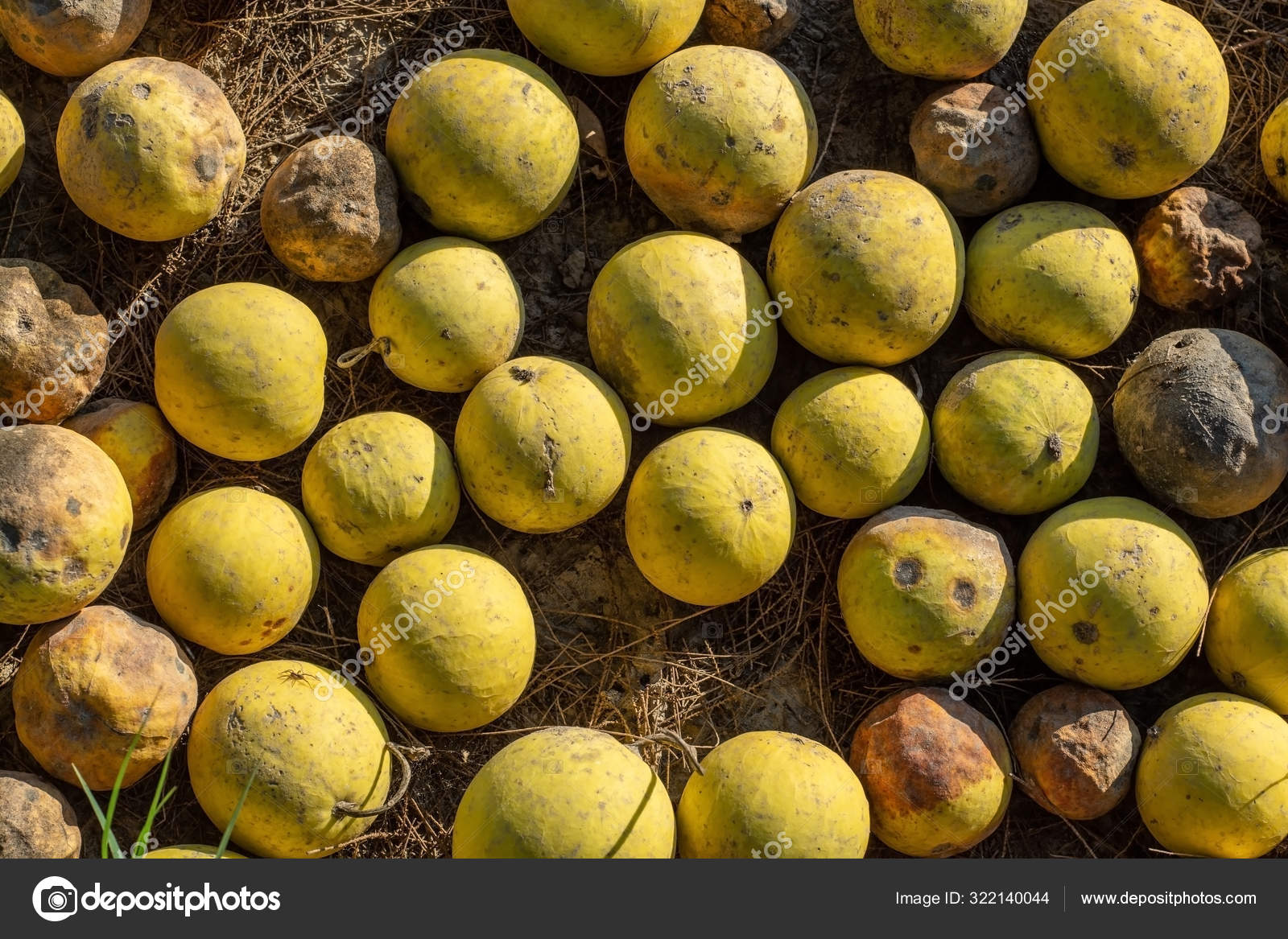 Citrullus Colocynth Herbal Fruit Desert Stock Photo by ©ndwarraich ...