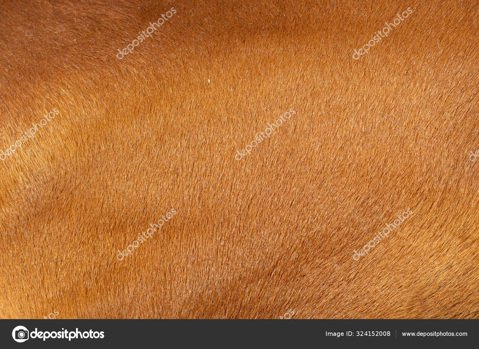 Seamless Texture Fur Skin Stock Photo by ©ndwarraich.gmail.com 324152008