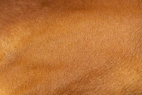 Seamless texture of fur Stock Photos, Royalty Free Seamless texture of ...