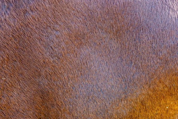 Seamless Texture Fur Skin Stock Photo by ©ndwarraich.gmail.com 324152008