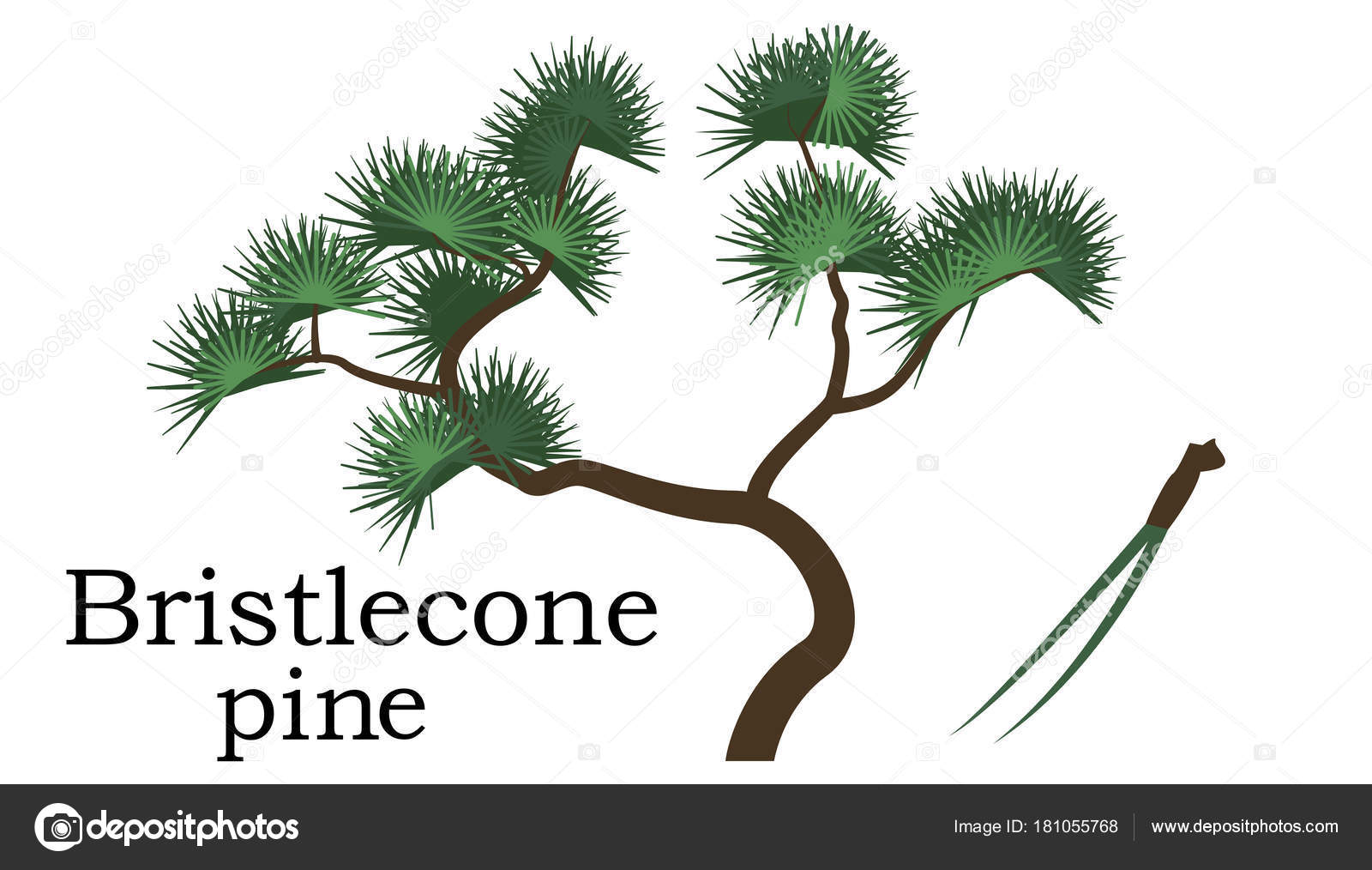 Bristlecone Pine Drawing