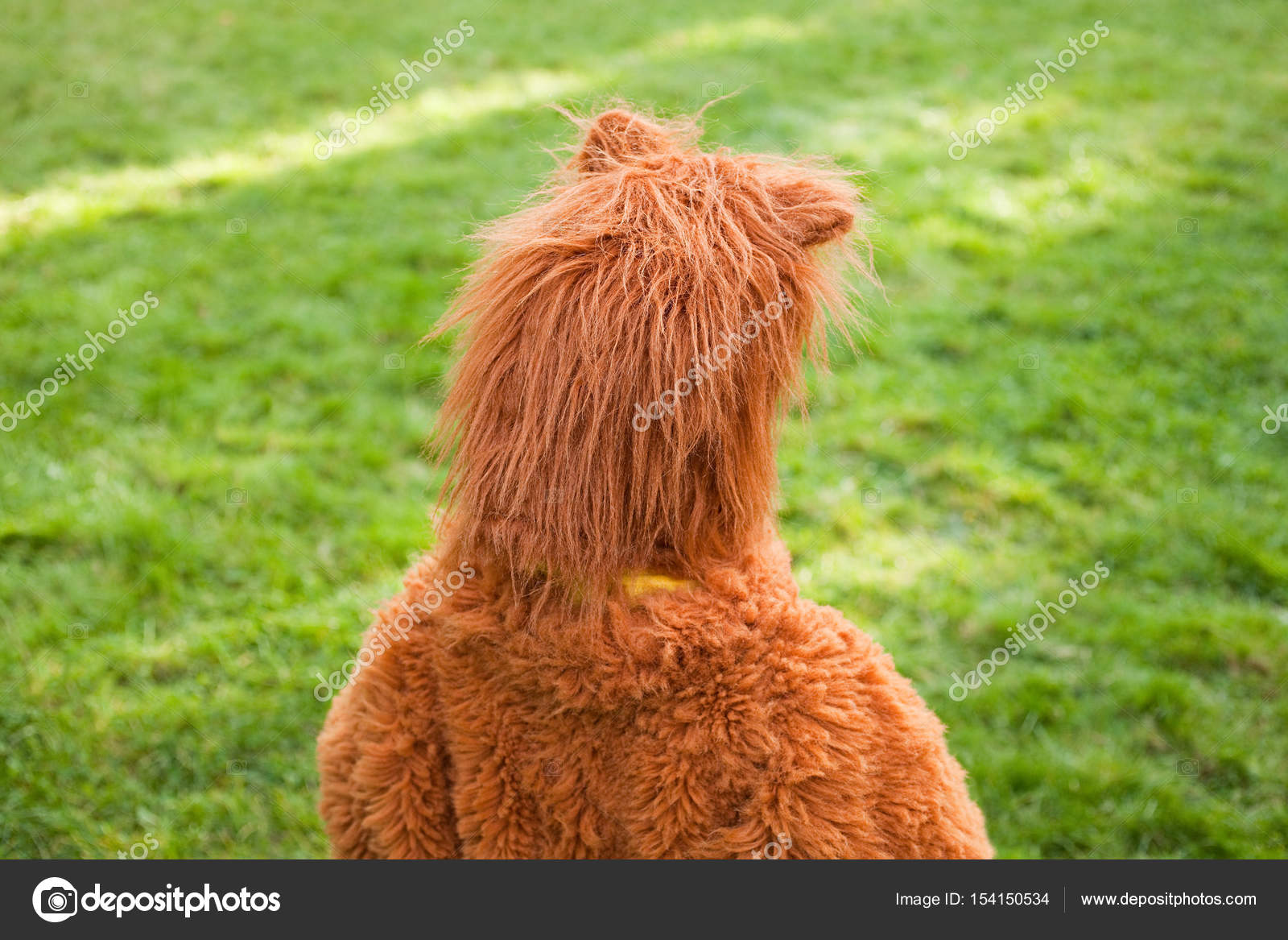 Boy dressed up as bear Stock Photo by ©ImageSource 154150534