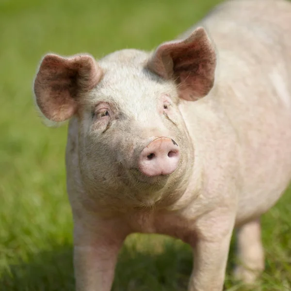 Front view portrait adult pig standing on ground — Stock Photo ...