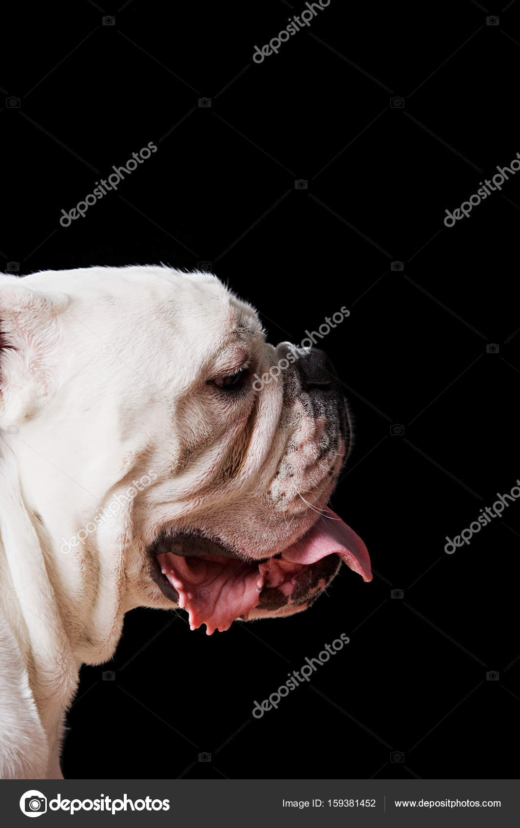 Side view of white bulldog Stock Photo by ©ImageSource 159381452