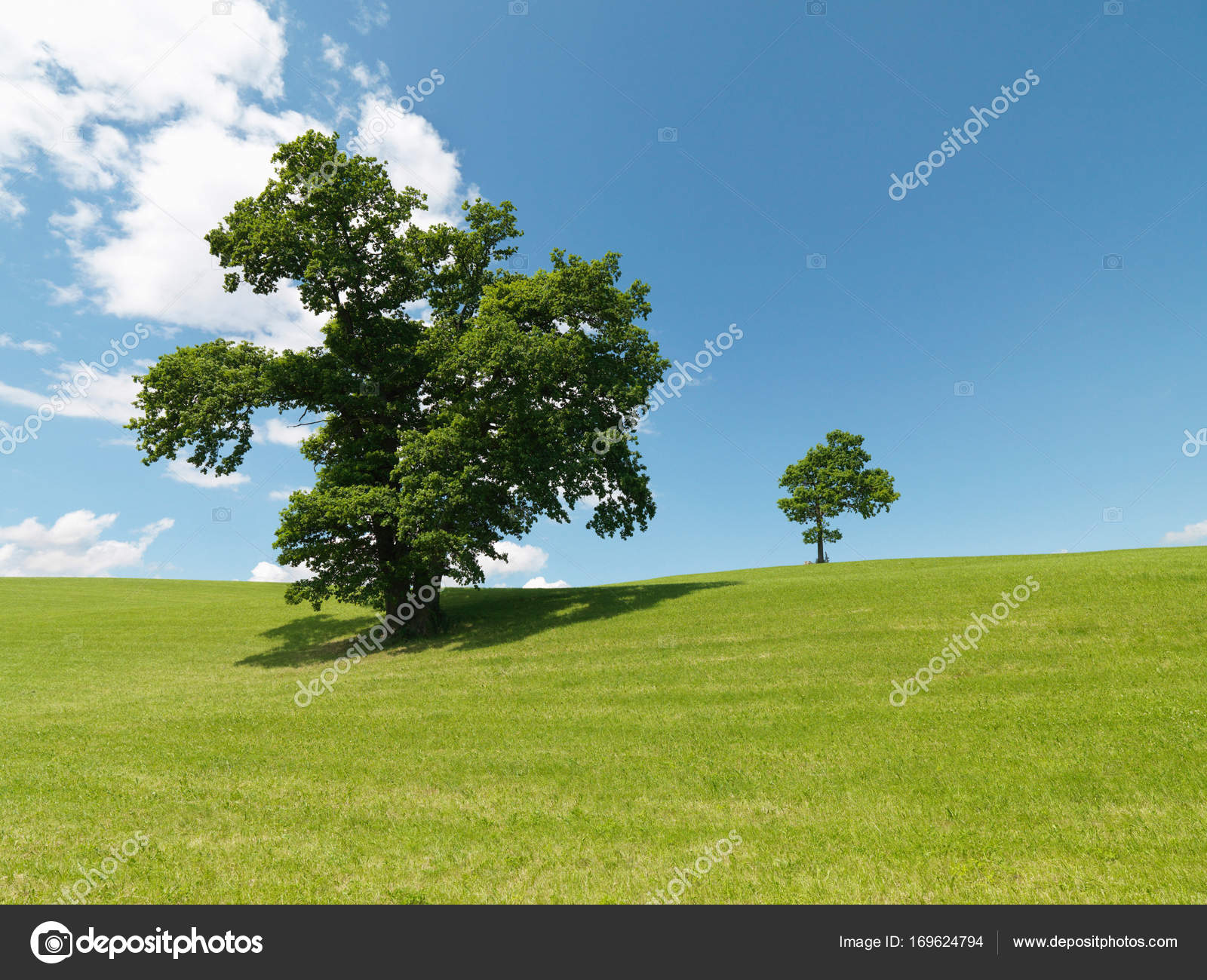 Rural Scene Trees Green Field Blue Sky Background — Stock Photo ...