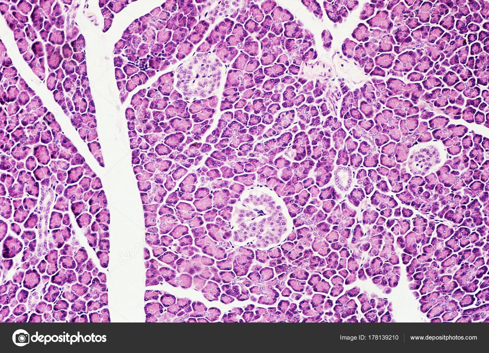 Pancreas Gland Microscope