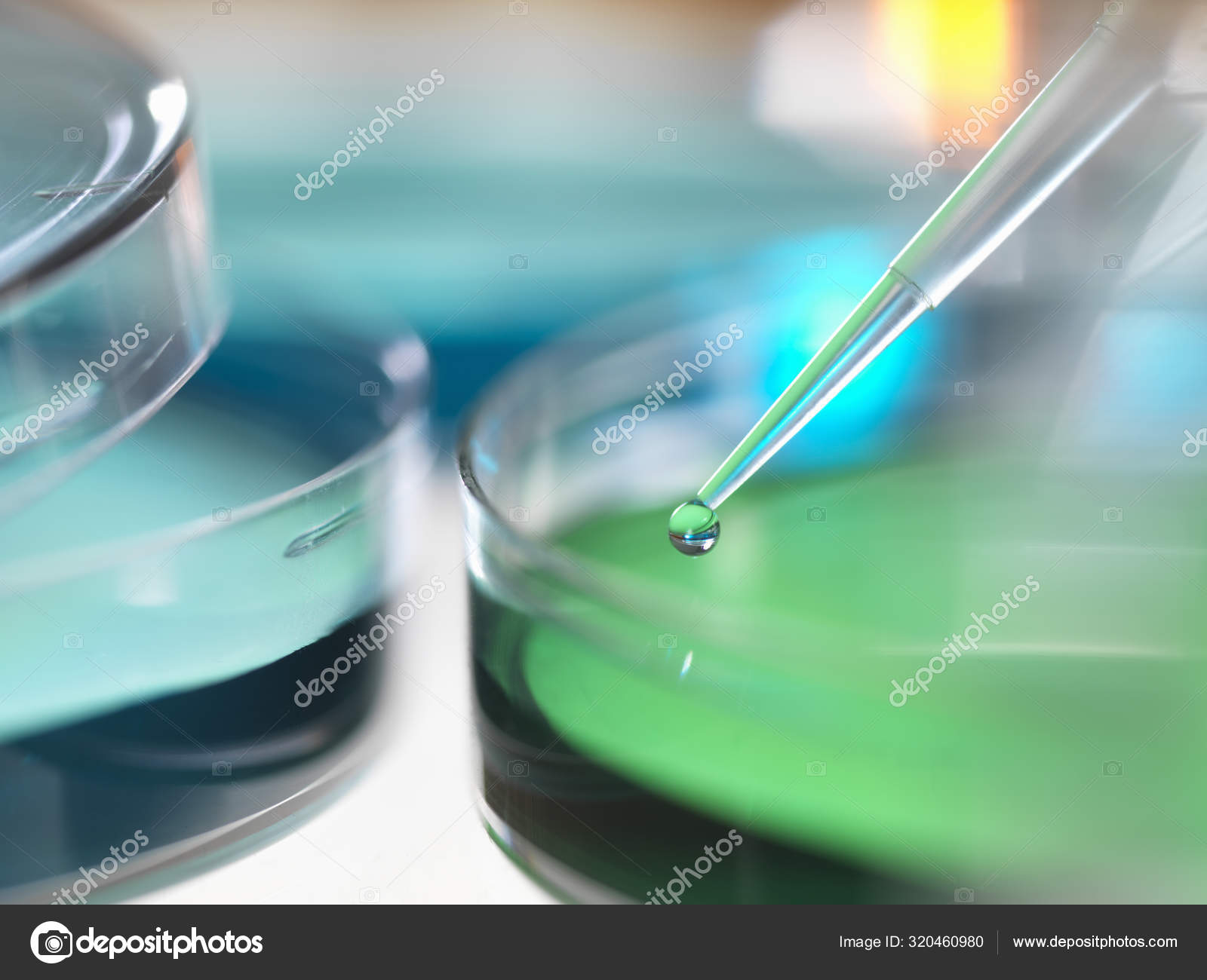 Scientist Pipetting Sample Petri Dish Laboratory Stock Photo by ...