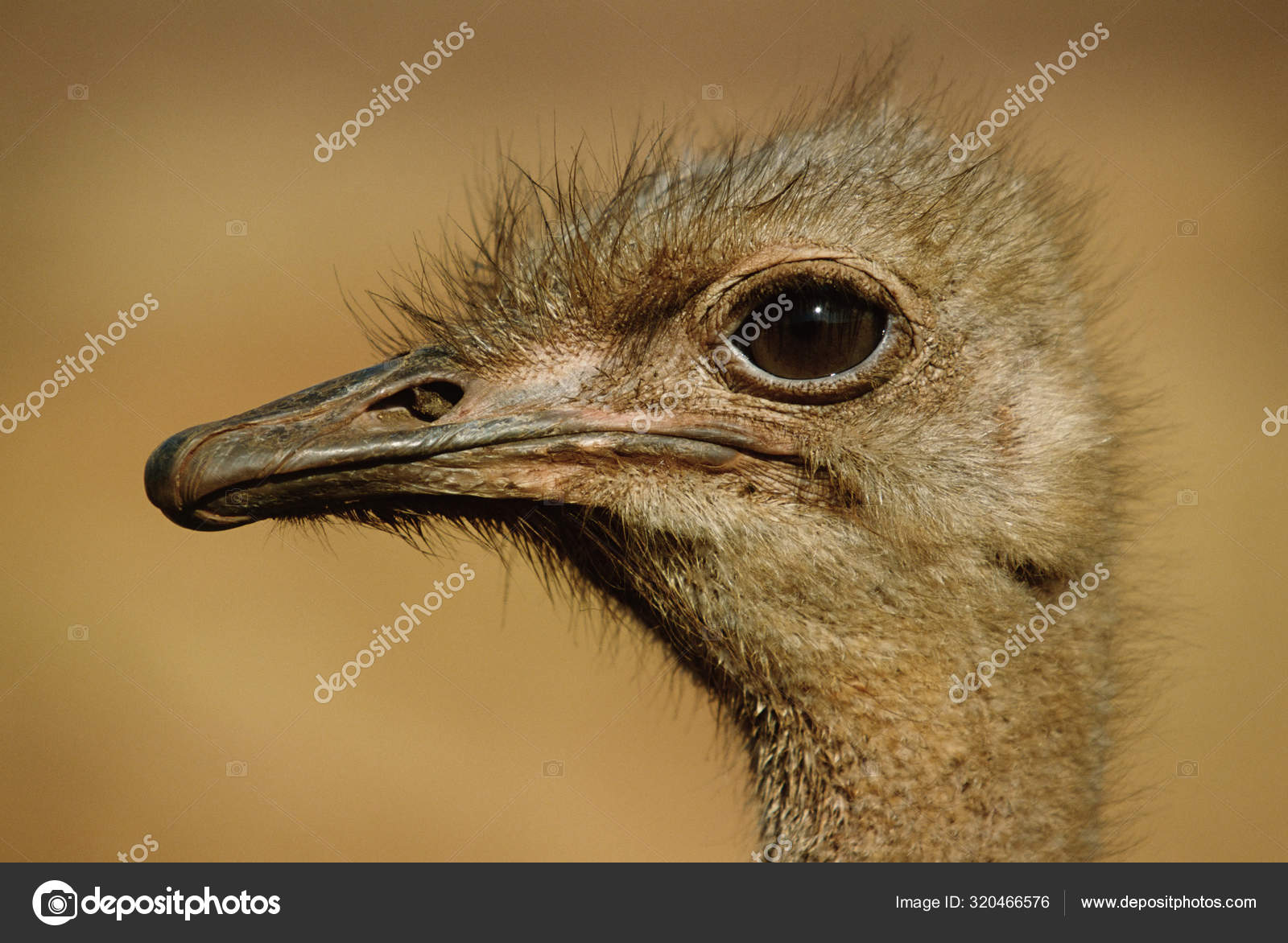 Ostrich Head Close — Stock Photo © ImageSource #320466576