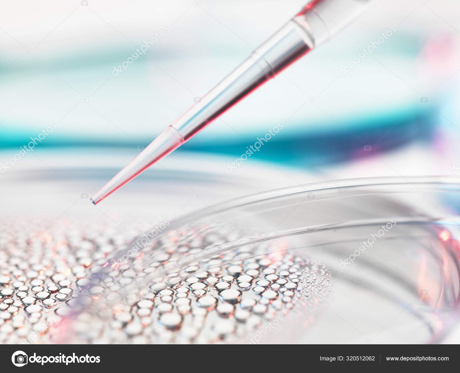 Stem Cell Research Pipetting Sample Petri Dish Containing Stem Cells ...