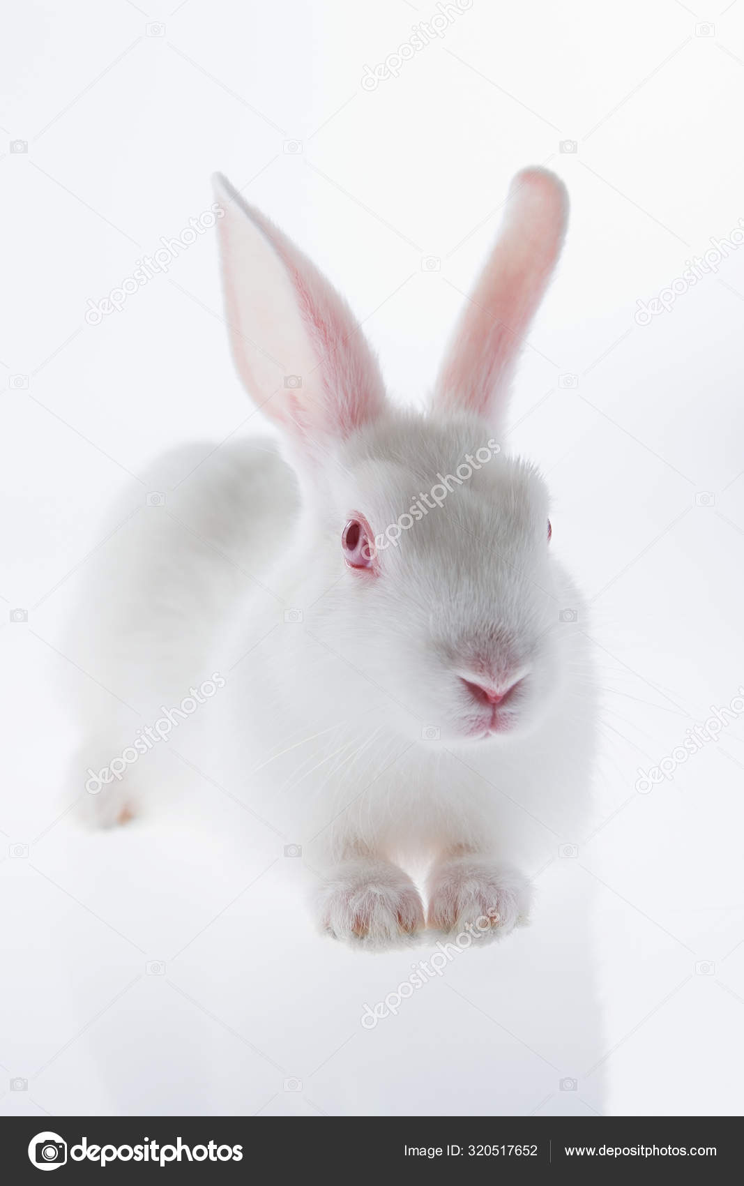 White Rabbit White Background Stock Photo by ©ImageSource 320517652