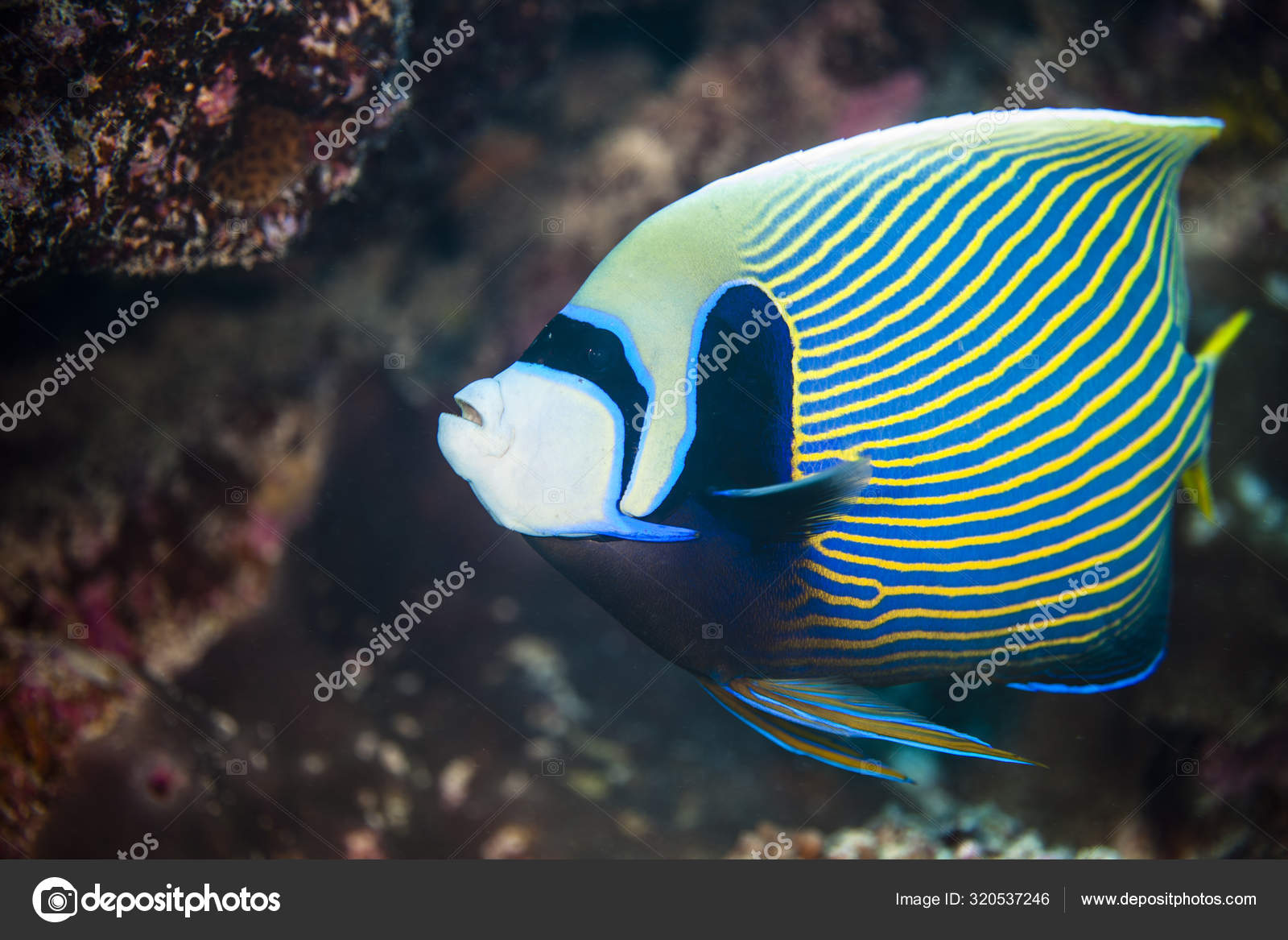 Underwater View Pomacanthus Imperator Emperor Angelfish Palmerston ...