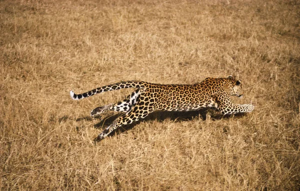 Leopard Running Full Speed
